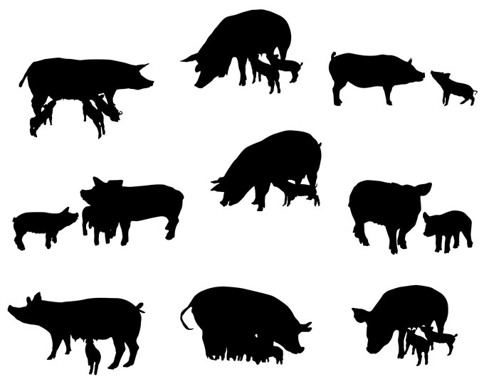 Show Pig SVG, Pig SVG, Show Stock SVG, Livestock Svg, Market Pig Cut ...