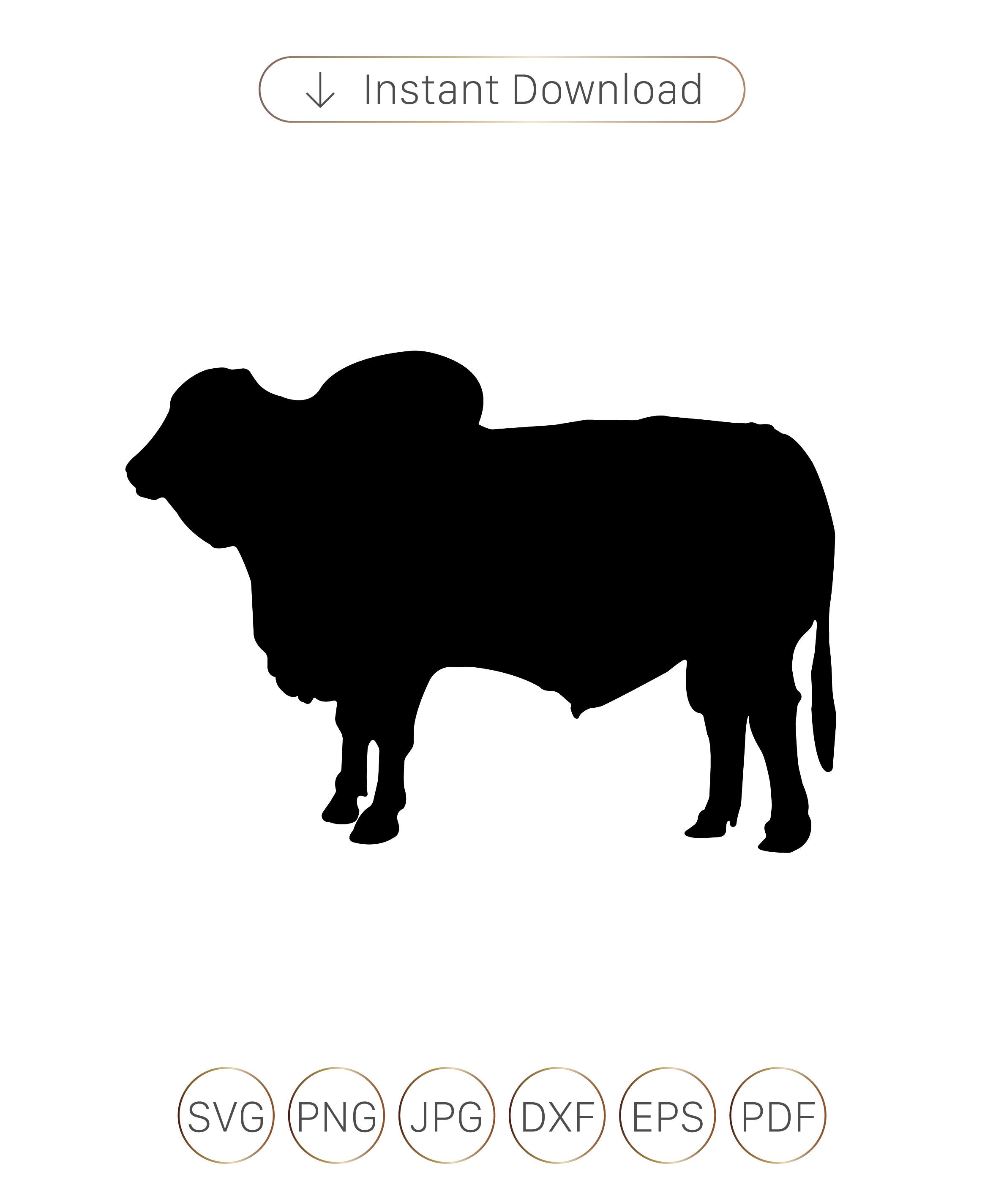 Brahman Cow Images Clipart