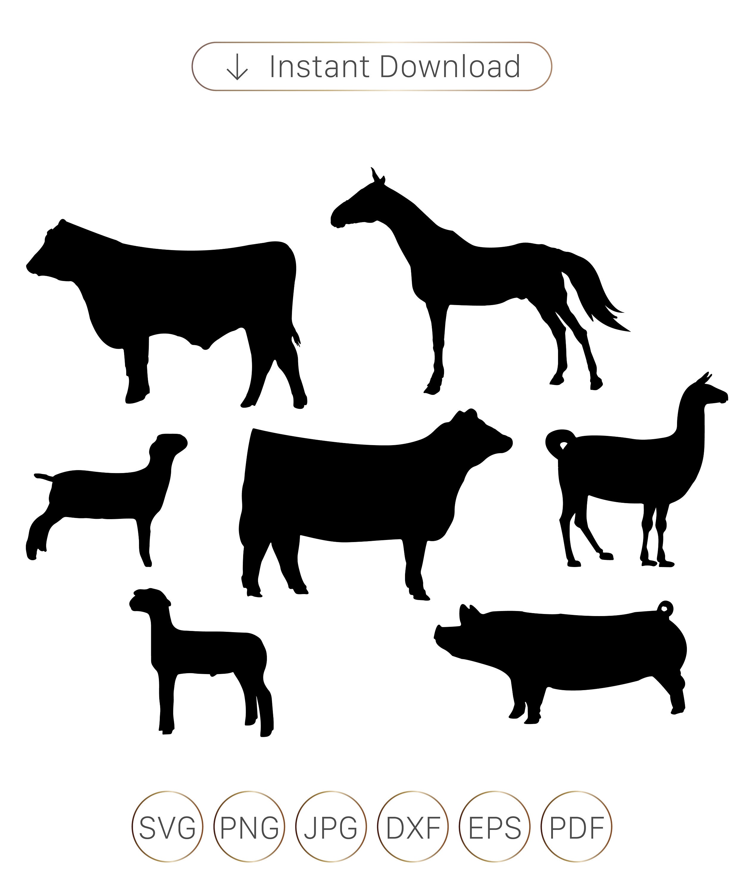 Show Animal Svgshow Pig Svgshow Cattleshow Steershow - Etsy