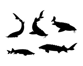 Sturgeon Fishing Svg, Fishing Svg, Sturgeon Fish Svg, Sturgeon Clipart ...