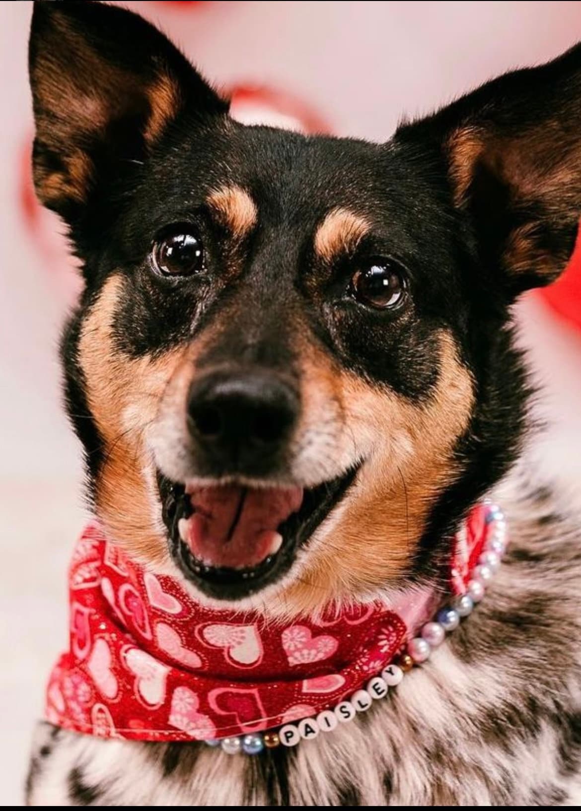 Taylor Swift Friendship Bracelet Collar - Etsy