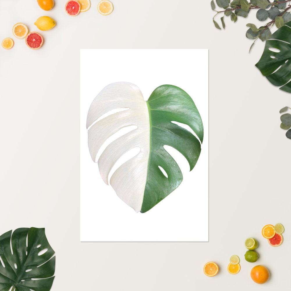 Variegated Monstera Half Moon Love Heart Wall Decor Rare - Etsy