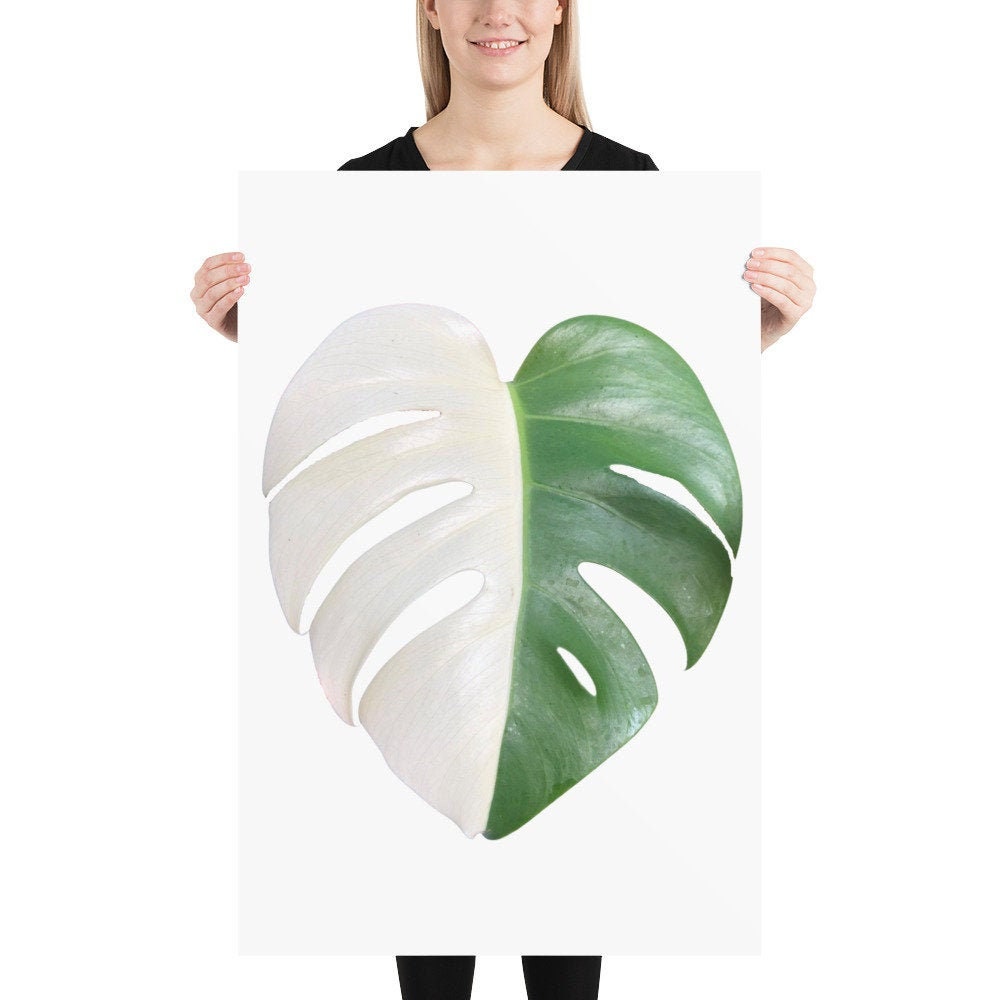 Variegated Monstera Half Moon Love Heart Wall Decor Rare - Etsy