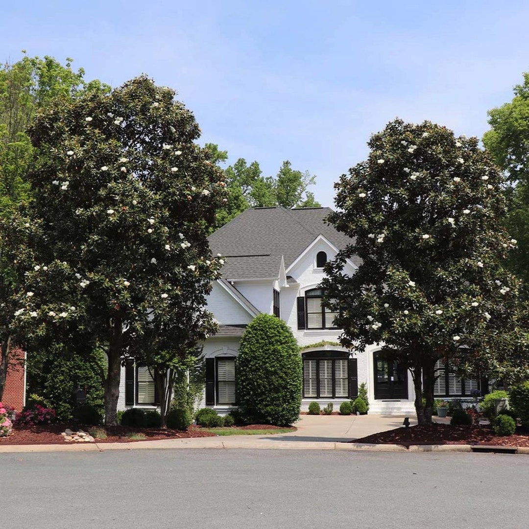 2 Southern Magnolia Trees Fragrant Blooms 2ft Tall Now - Etsy