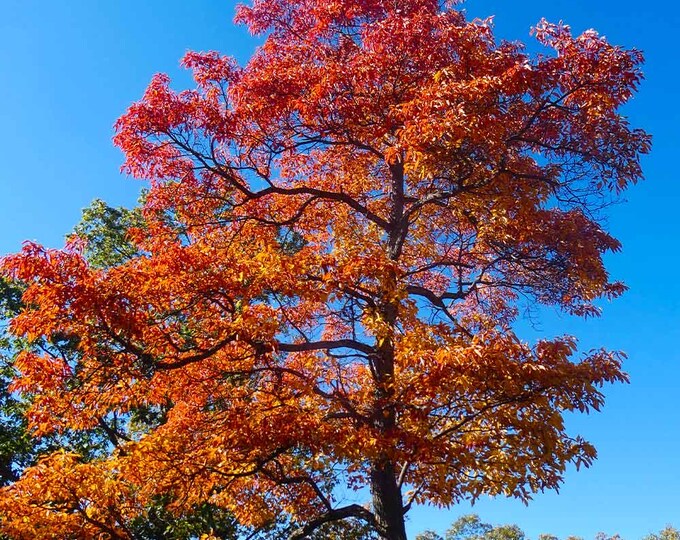 Red Dogwood Cherokee Chief Tree Beautiful Red Blooms 1-2ft Tall Now - Etsy