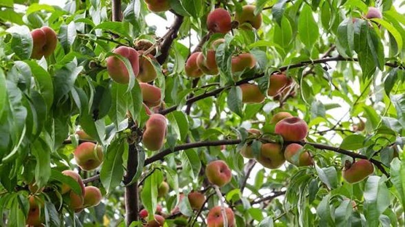 2 Galaxy Peach Trees 2ft Tall Now Donut Shaped Peaches Unique Live ...