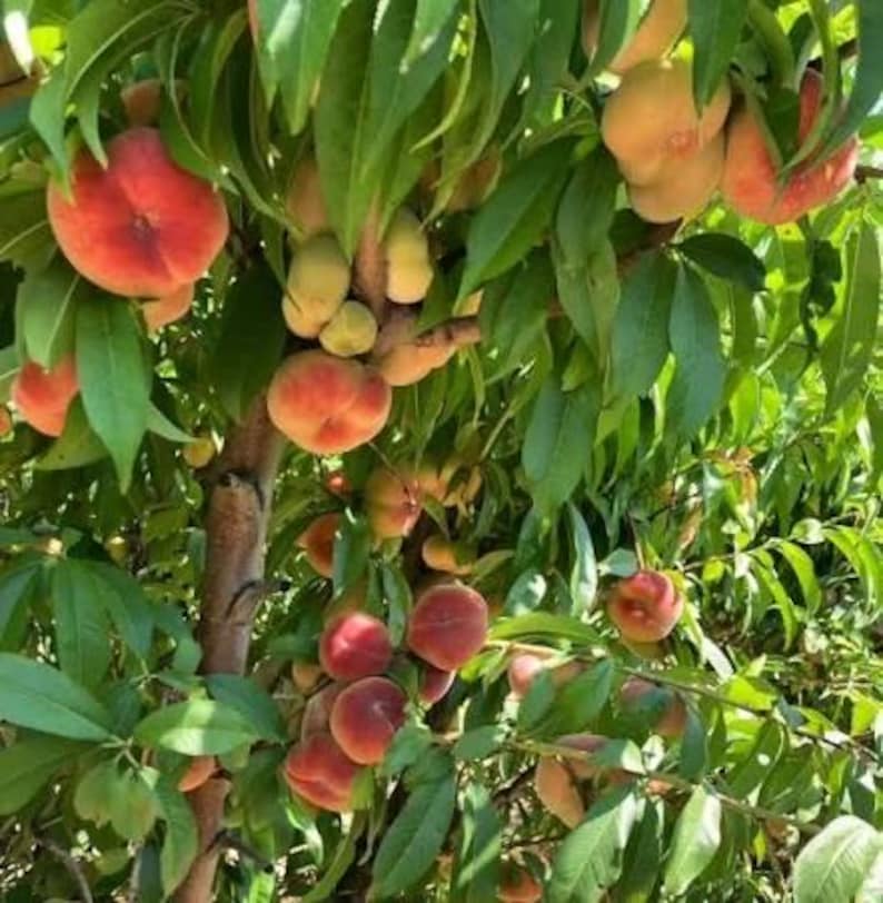 2 Galaxy Peach Trees 2ft Tall Now Donut Shaped Peaches Unique Live ...