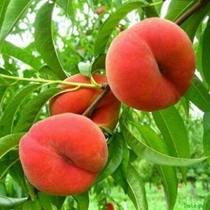 2 Alberta Peach Trees 2ft Tall Now Live Trees - Etsy