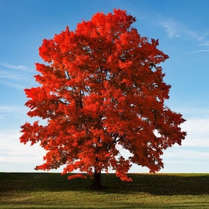 2 Red Maple Trees Beautiful Fall Colors 1-2ft - Etsy