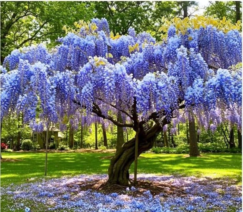Blue Chinese Wisteria Tree Pros And Cons