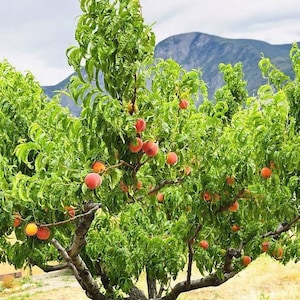 2 Alberta Peach Trees 2ft Tall Now Live Trees - Etsy
