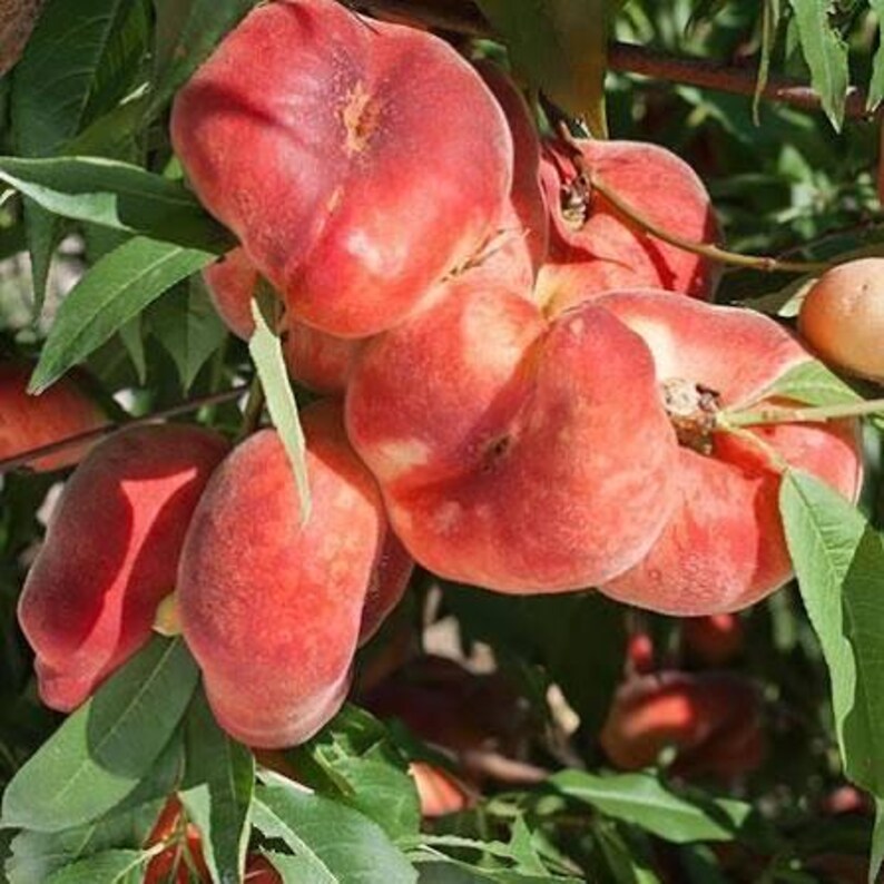 Galaxy Peach Tree 1-2ft Tall Now Live Fruit Tree Ready to Plant Unique ...