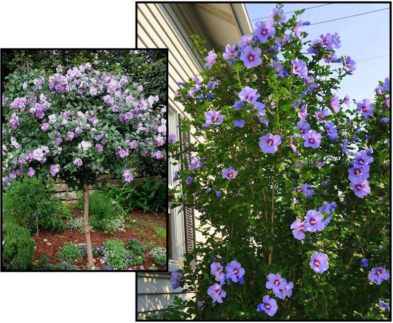 8 Purple Rose of Sharon Cuttings - Etsy
