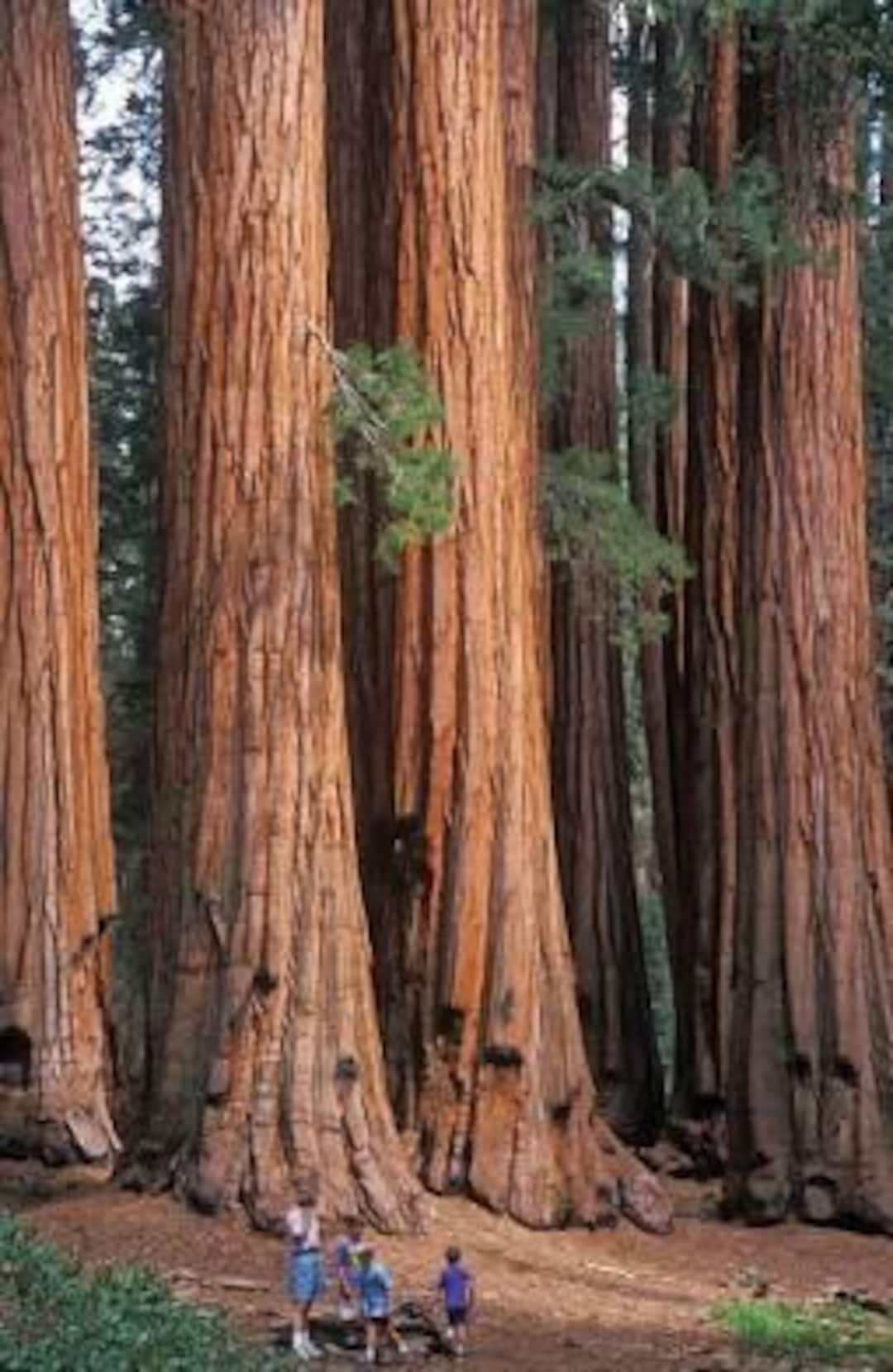 20 GIANT Sequoia Seeds Ready to Plant Now - Etsy