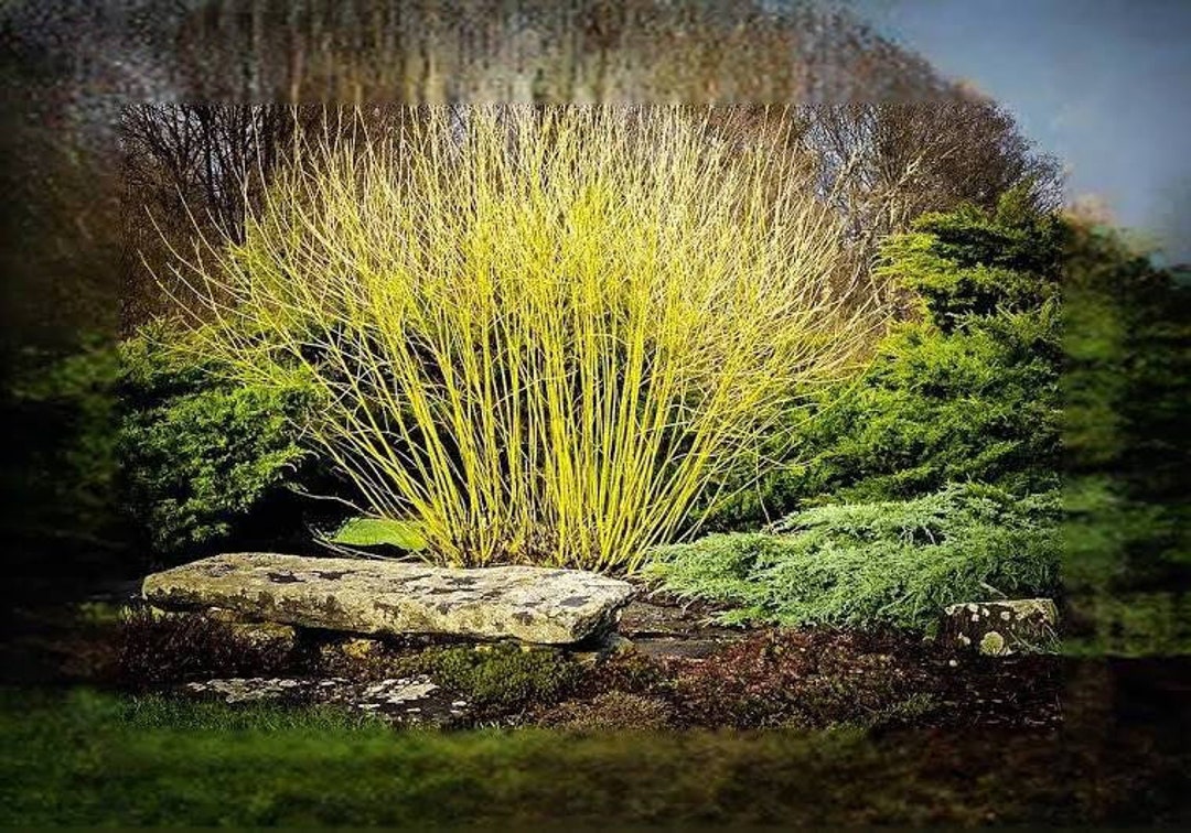 2 Yellow Twig Dogwood Shrub Beautiful All Year Around 2ft Tall Now Live ...