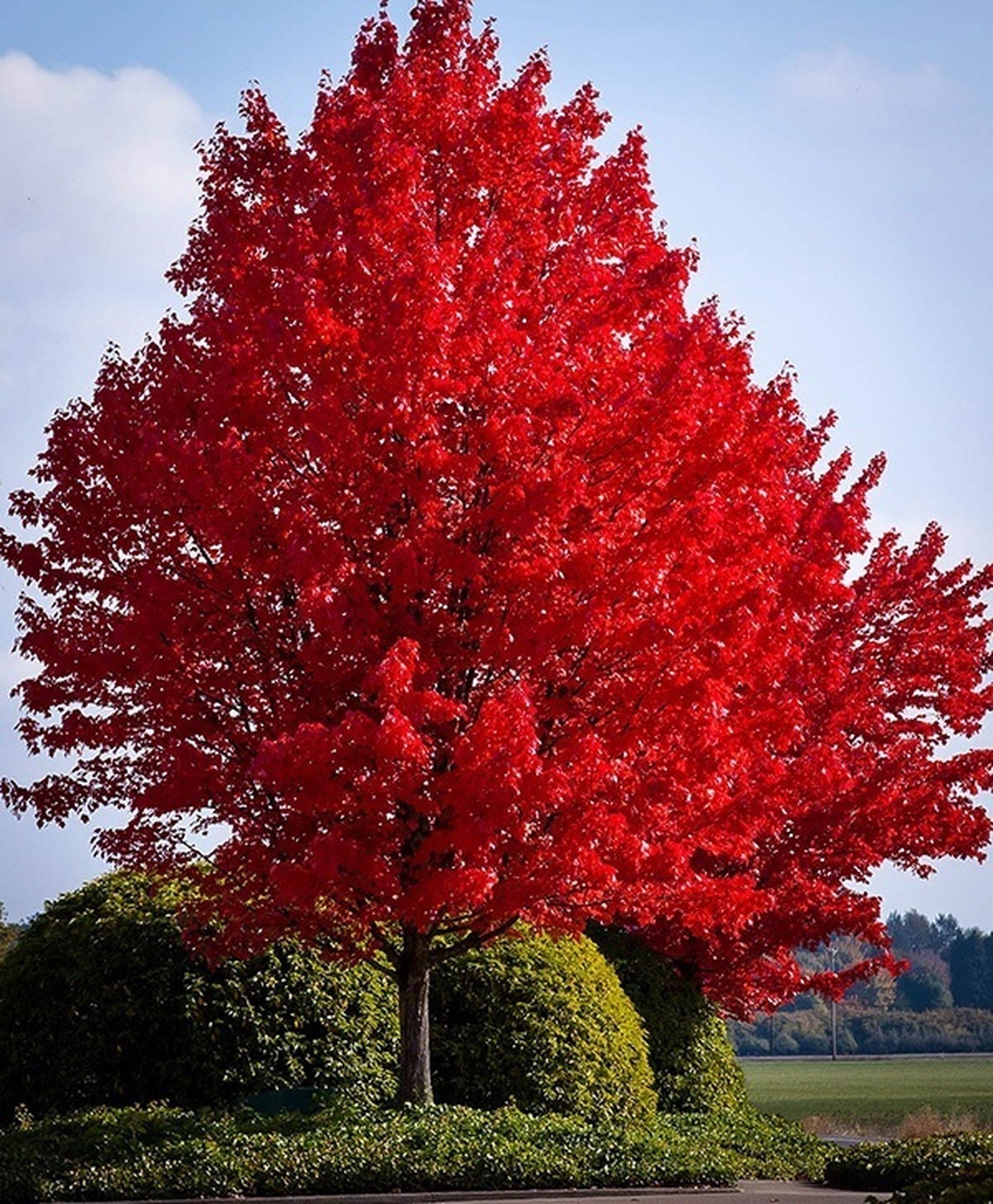 2 Red Maple Trees Beautiful Fall Colors 1-2ft - Etsy