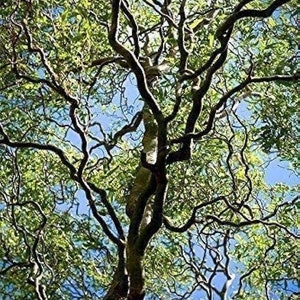 4 Corkscrew Willow Tree Fast Growing Unique Branches 3-4ft Tall Now - Etsy
