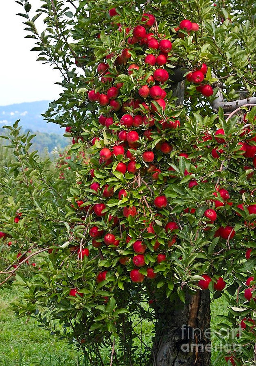2 Red Delicious Apple Tree 6 Inches Tall Now - Etsy