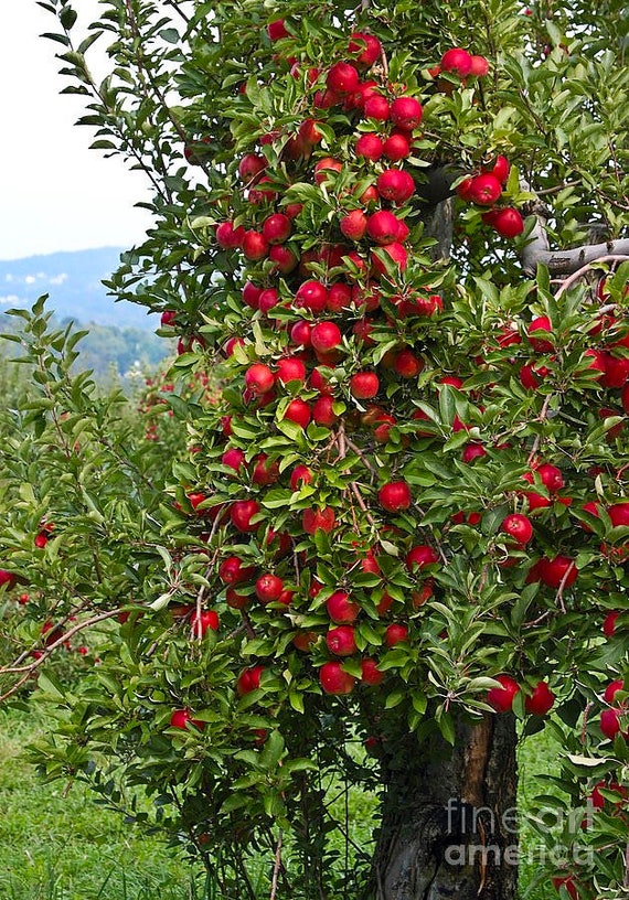 Red Delicious Apple Tree Leaves Premium Photo | A Red Apple Hangs From