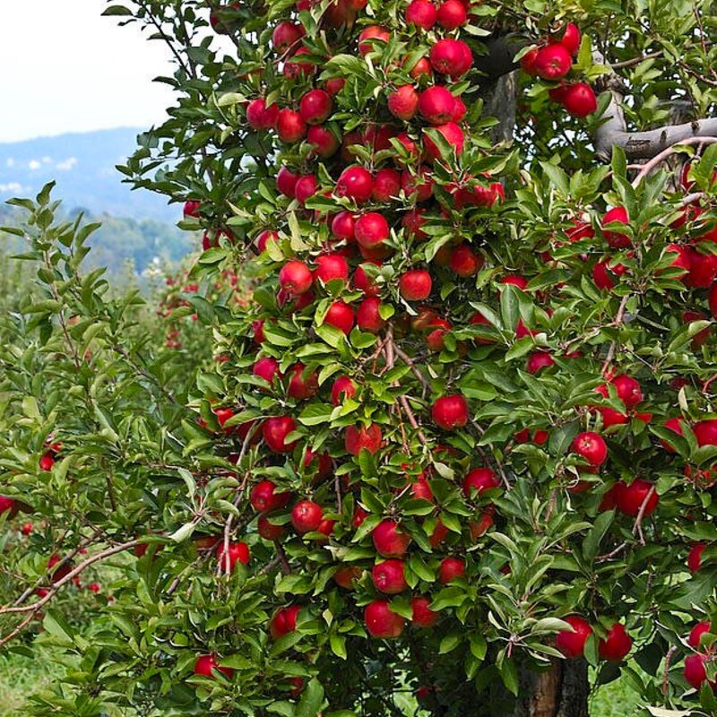 Red Apple Tree - Etsy