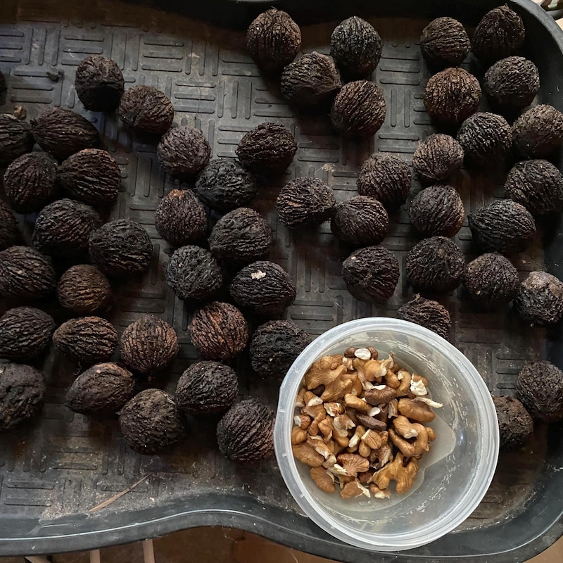 Black Walnut Shells - Etsy