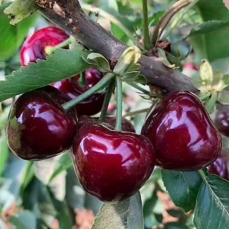 Cherry Tree - Etsy