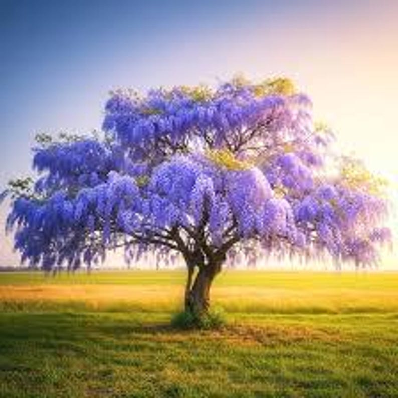 Blue Chinese Wisteria Tree 1ft Tall Now Beautiful Flowering Wisteria - Etsy