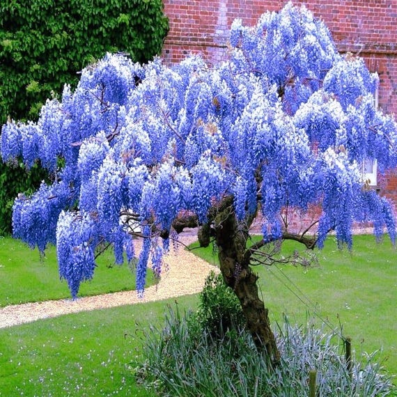 El árbol De Glicina Más Hermoso Del Mundo 35 Ideas De GLICINA