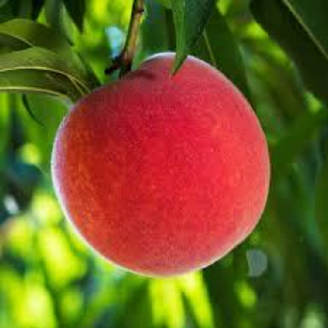 3 Red Skin Peach Trees 2-3ft Tall Now Live Fruit Trees - Etsy