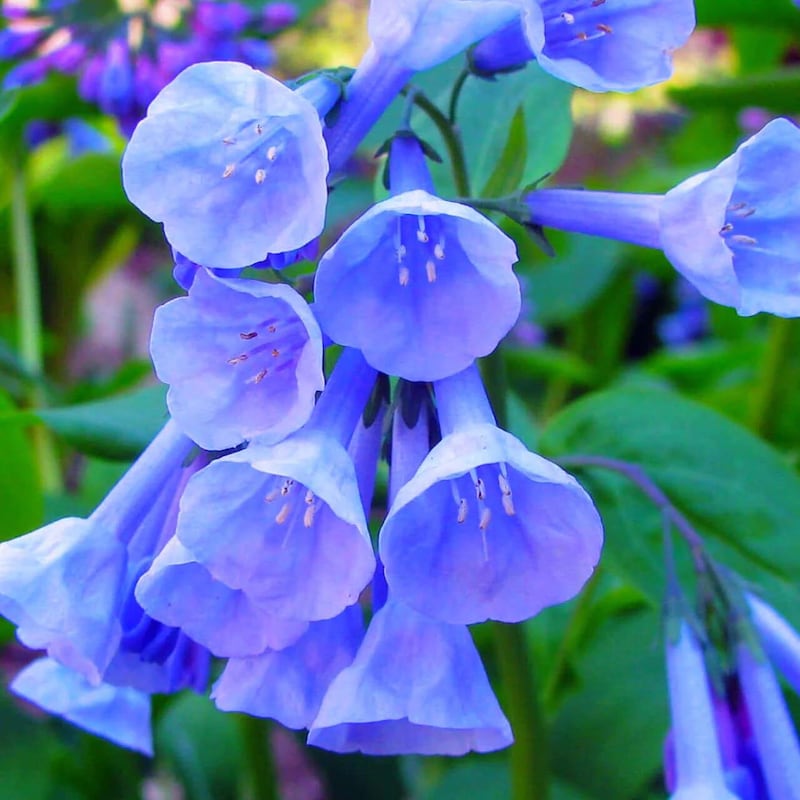 Blue Bell - Etsy