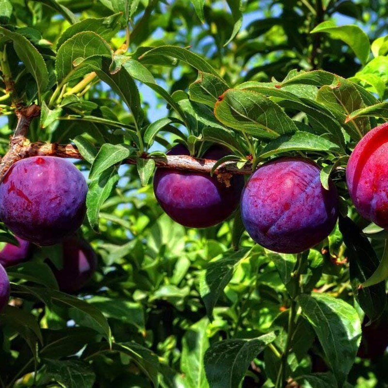 Dwarf Plum Tree - Etsy