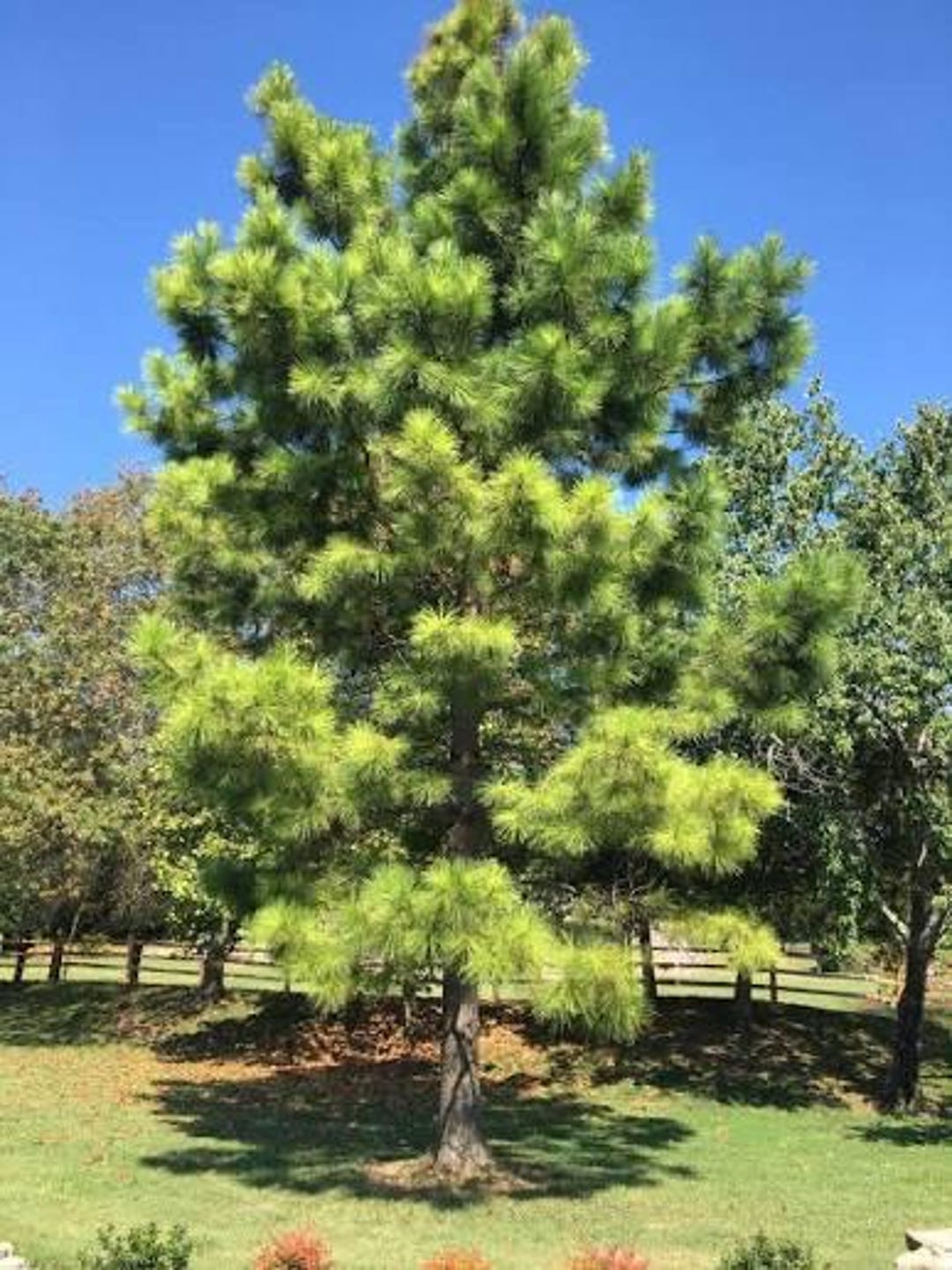 Loblolly Pine Tree 1ft Tall Now Live Pine Tree Ready to Plant Now - Etsy