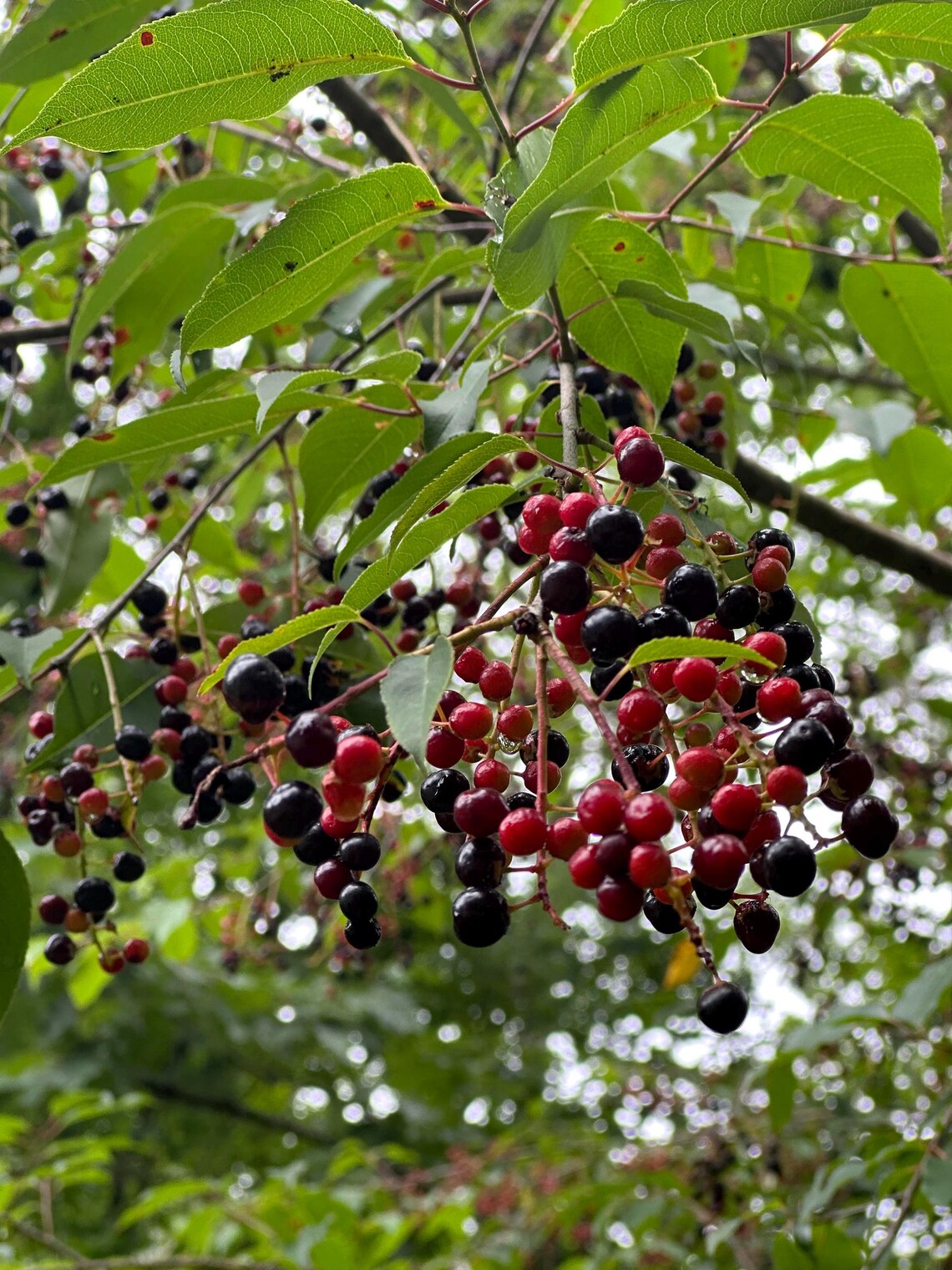 6 Wild Black Cherry Tree Cuttings 4-6 Inches Tall Freshly Cut - Etsy