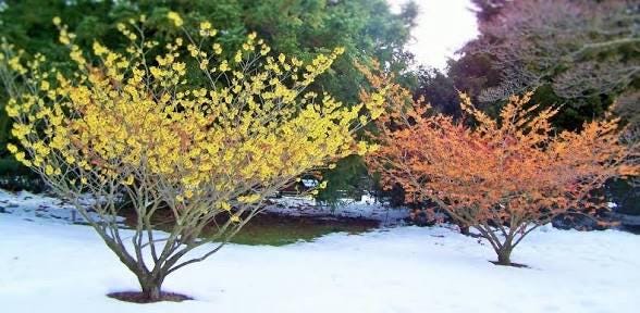 2 Witch Hazel Trees, Queen of Winter. 6-12 Inches Tall Now - Etsy