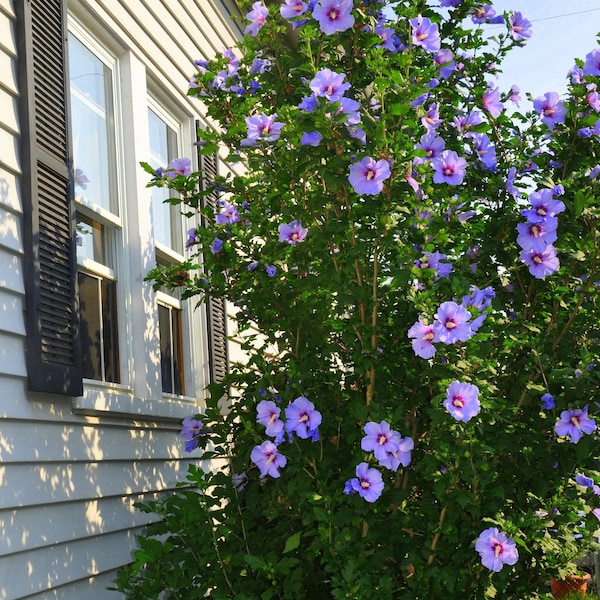 Rose of Sharon Plants - Etsy