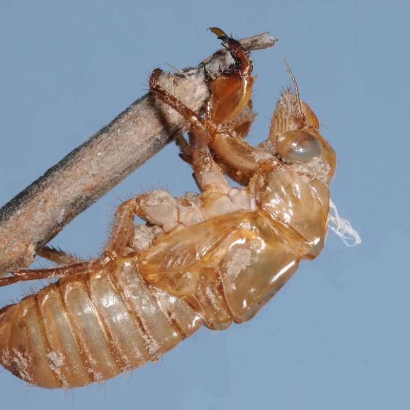 Shell Art Cicada - Etsy