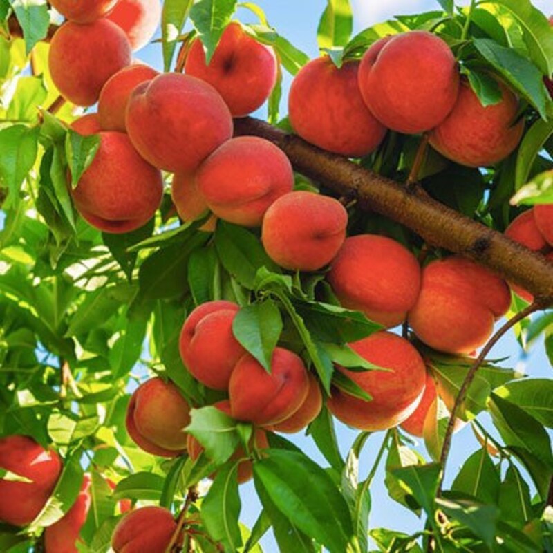 Flowering Peach Tree - Etsy