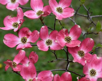 Red Dogwood Cherokee Chief Tree Beautiful Red Blooms 1-2ft Tall Now - Etsy