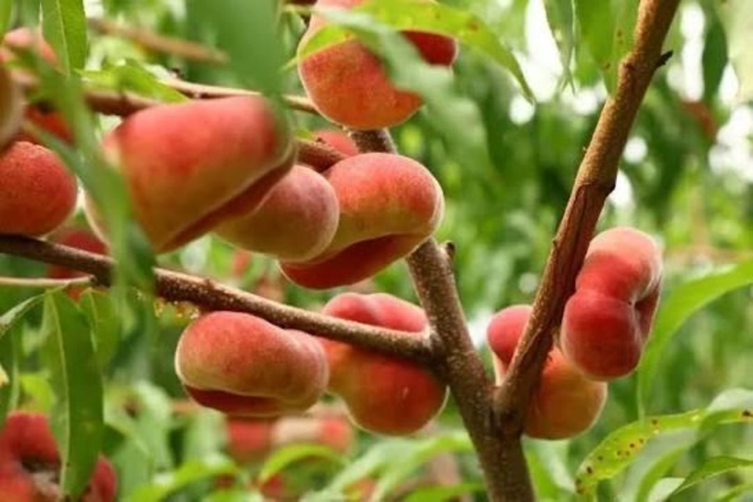 2 Galaxy Peach Trees 2ft Tall Now Donut Shaped Peaches Unique Live ...