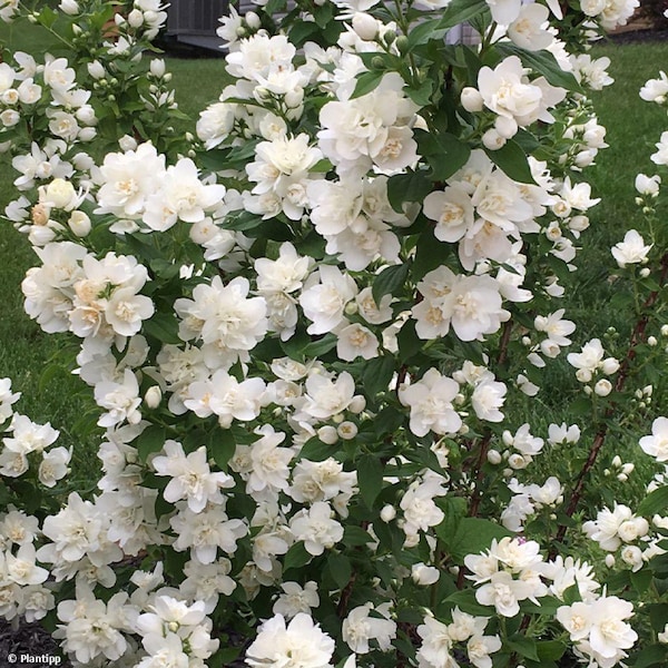 Mock Orange - Etsy
