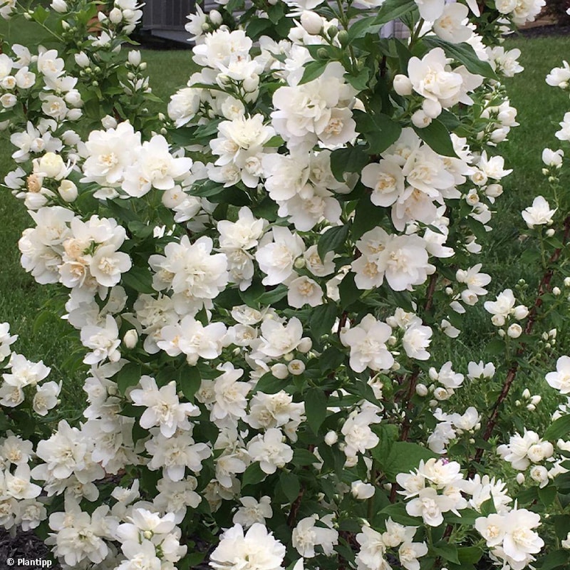Mock Orange - Etsy