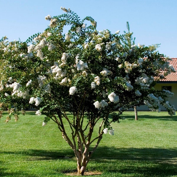 Myrtle Tree - Etsy