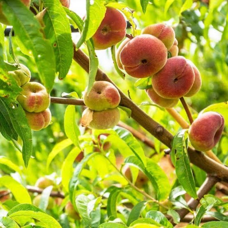 2 Galaxy Peach Trees 2ft Tall Now Donut Shaped Peaches Unique Live ...