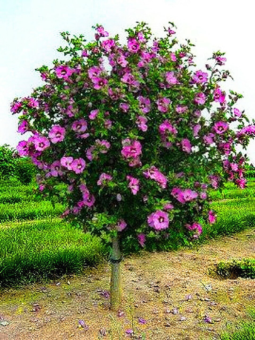 Rose of sharon tree store