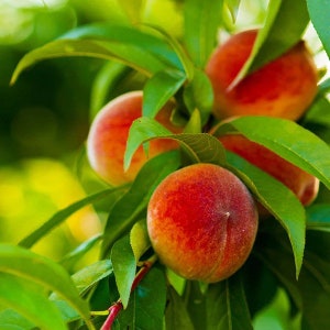 2 Alberta Peach Trees 2ft Tall Now Live Trees - Etsy