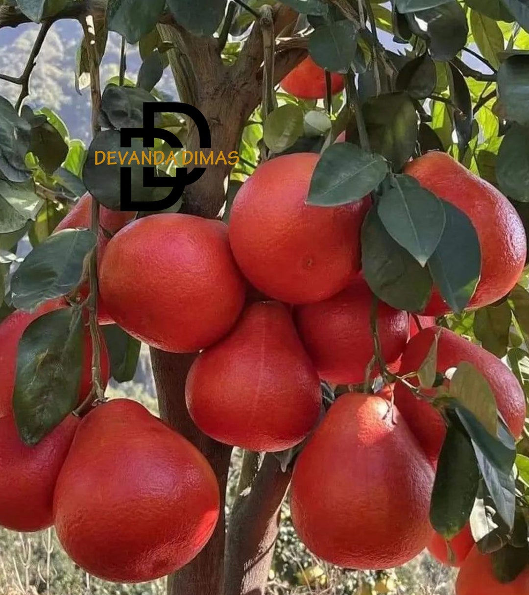 Wholesale Grafted Fruit Red Pomelo Citrus Maxima Free - Etsy