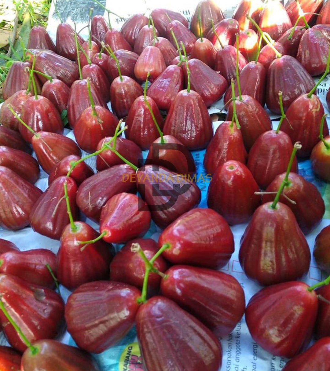 Wholesale Grafted Fruit Tree Water Apple Kusuma Red Free - Etsy