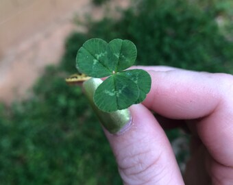 Pressed Real Four Leaf Clover - Etsy