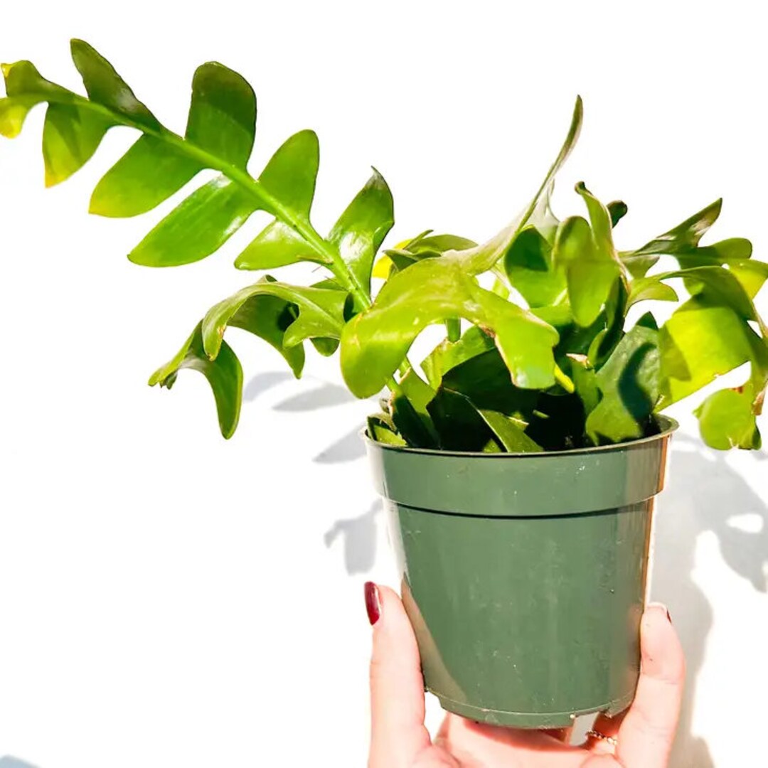 US Seller Rare Sharktooth Fern Orchid Cactus Selenicereus Chrysocardium ...