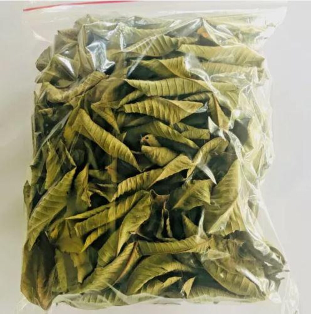 Premium Dried Guava Leaves Hojas De Guayaba Guayabo Psidium Guajava ...